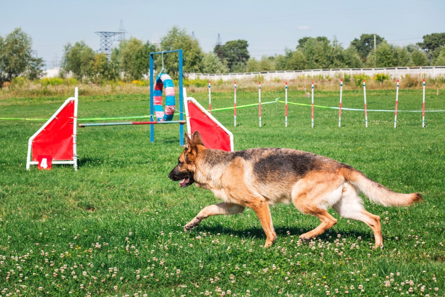 Best Exercise Routines for a High-Energy German Shepherd - Sacramento ...